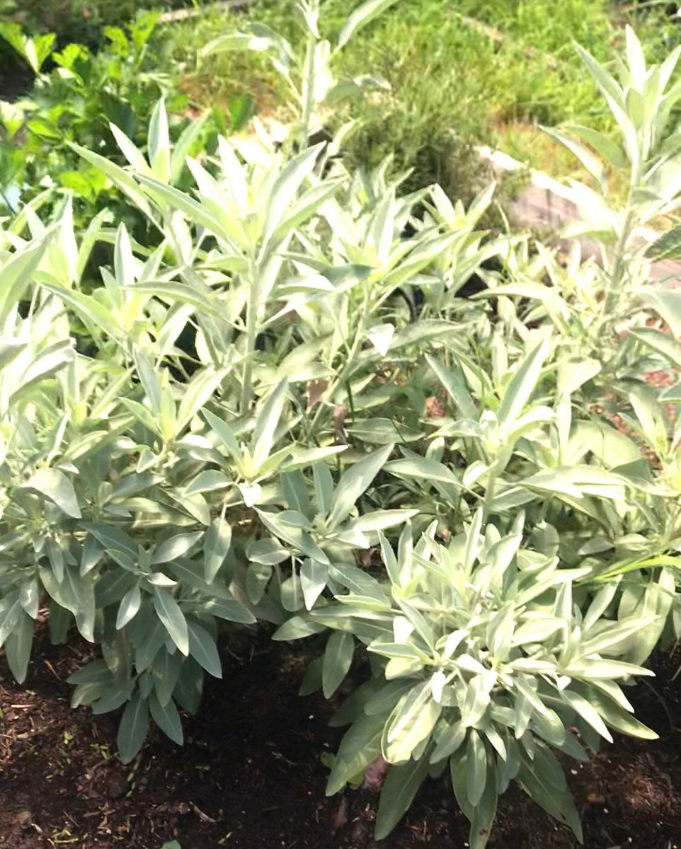 Dried White Sage Leaves | White Sage Clusters, Loose Leaf | Cleansing ...